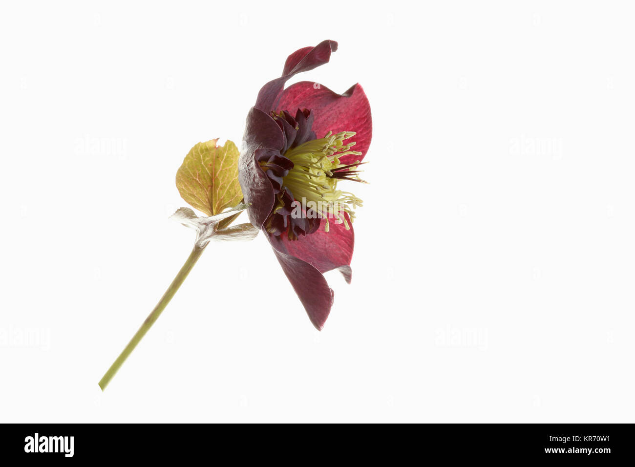 Hellebore, Open black hellebore flower head on a stem in side view ...