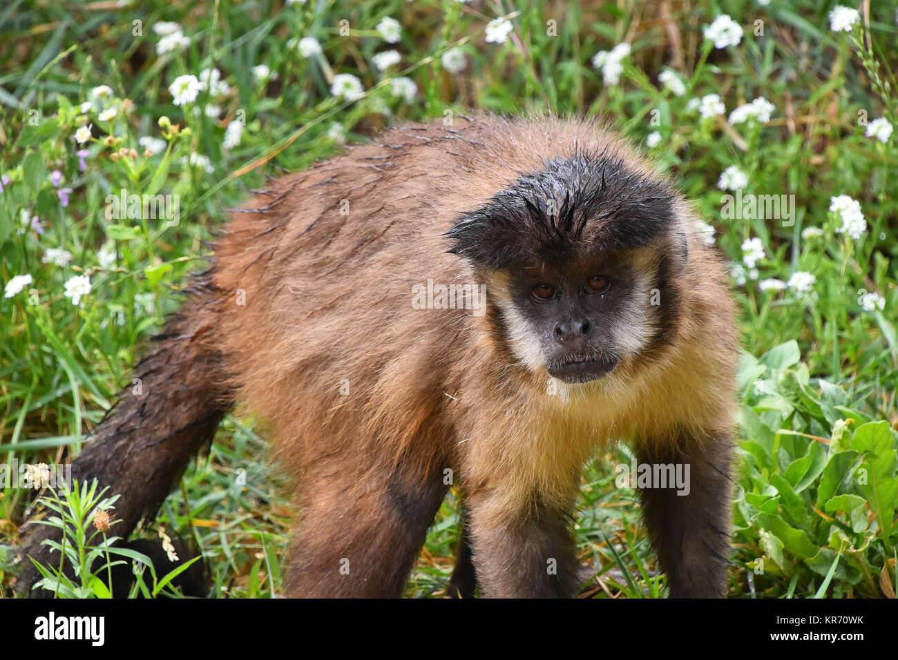 Brown tufted capuchin monkey male in green grass Stock Photo - Alamy
