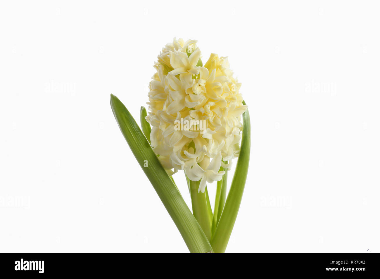 Hyacinth, Hyacinthus, Single open cream flower head with leaves shown ...