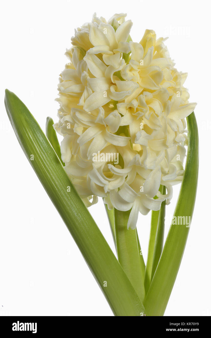 Hyacinth, Hyacinthus, Single open cream flower head with leaves shown ...