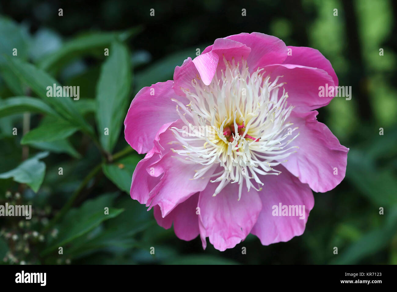 Peony, Paenonia Bowl of Beauty, Open deep pink flower head Stock Photo ...