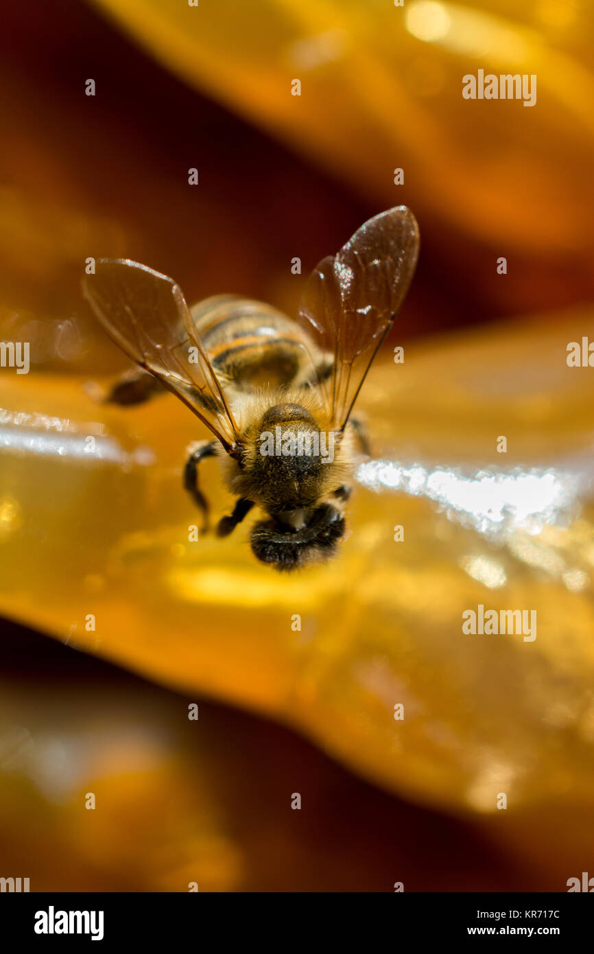 Bee is feeding on dried fruit pulp Stock Photo - Alamy