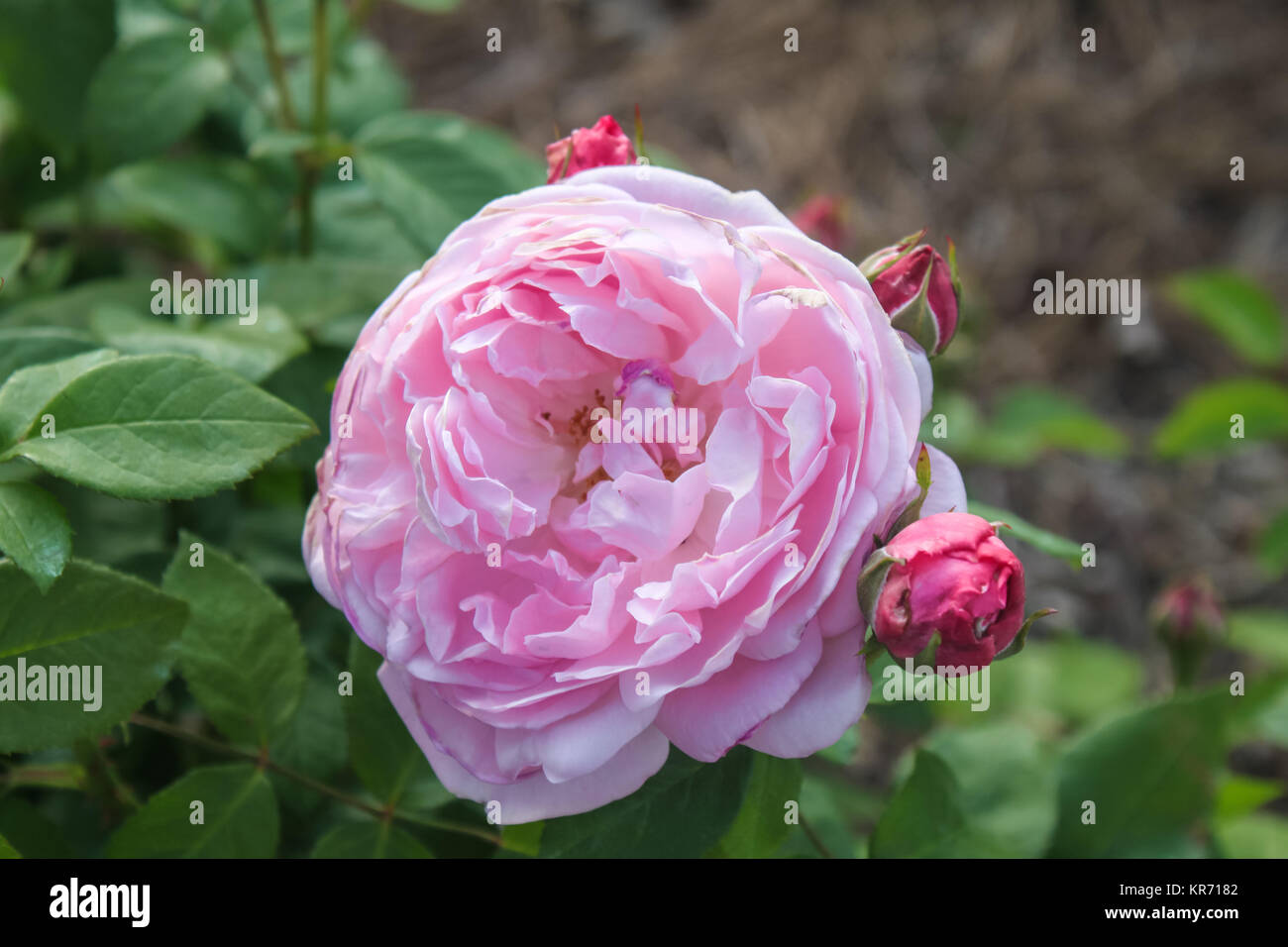 Shabby chic overblown pink rose with buds against blurred background ...