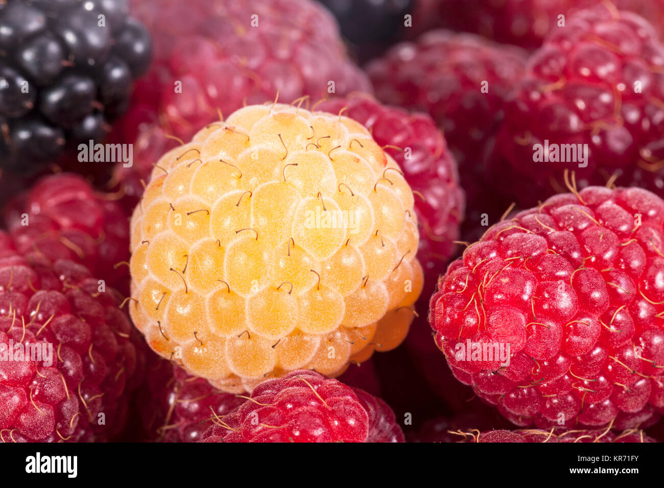 background of group of colorful raspberries macro Stock Photo - Alamy