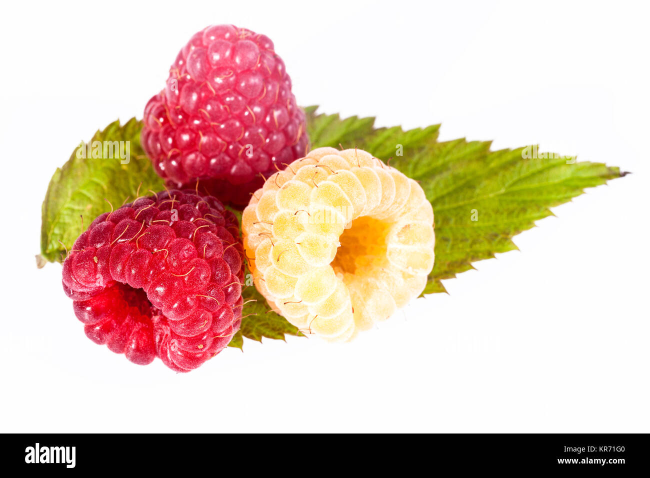 Red and white raspberries on leaf isolated on white background Stock ...
