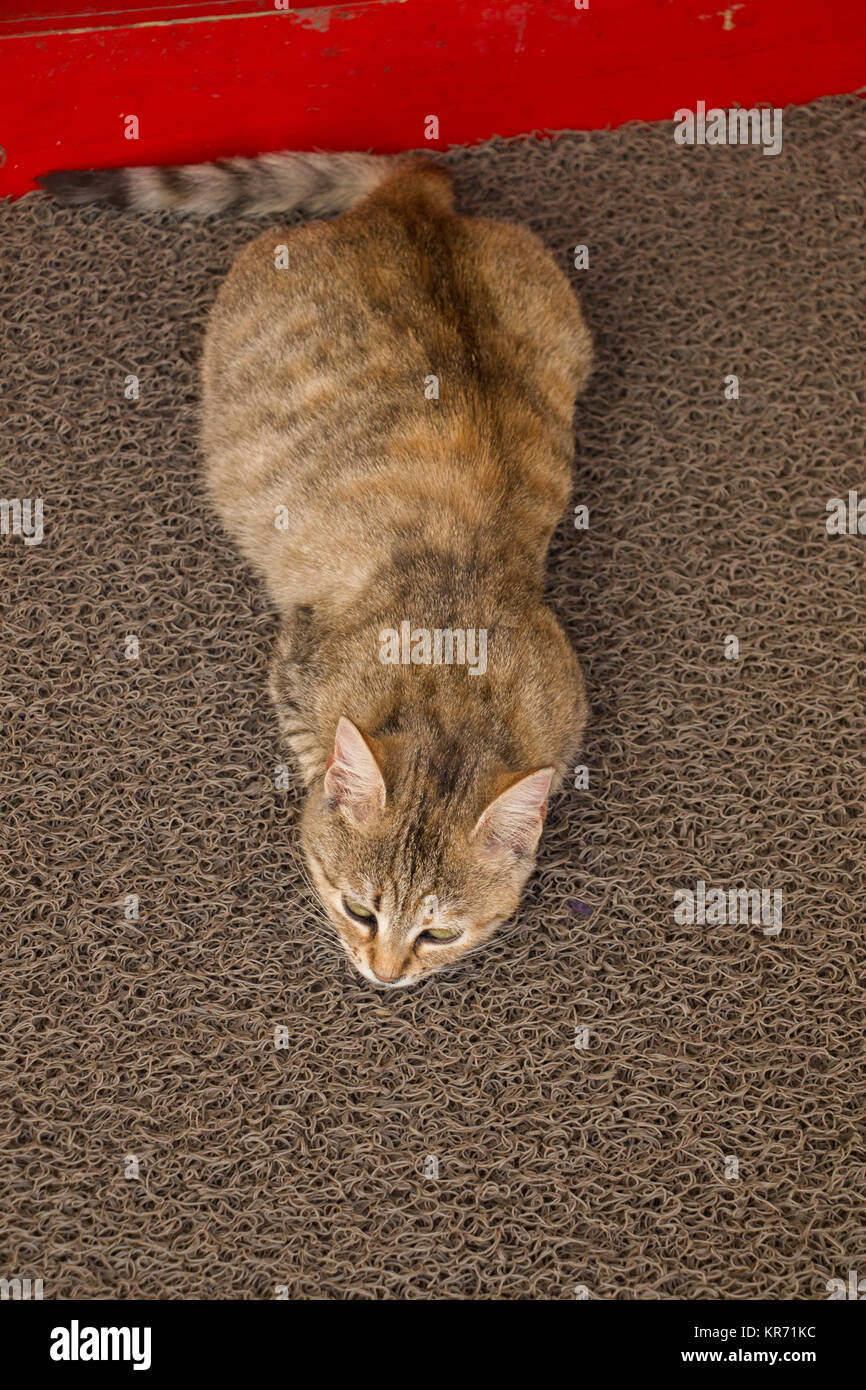 Stray cat seen in the street of the city Stock Photo - Alamy