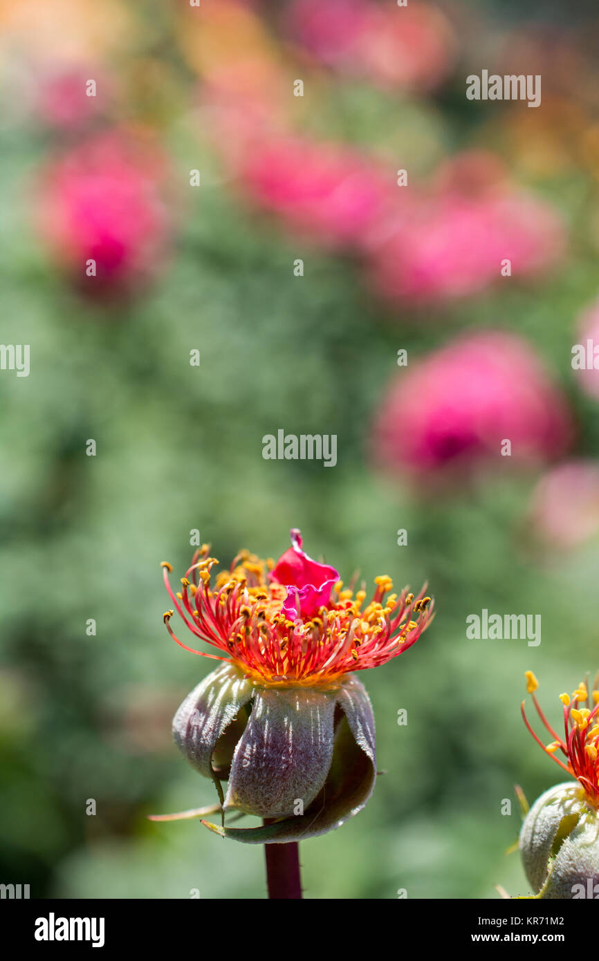 Rose flower without petals in the garden in spring Stock Photo - Alamy