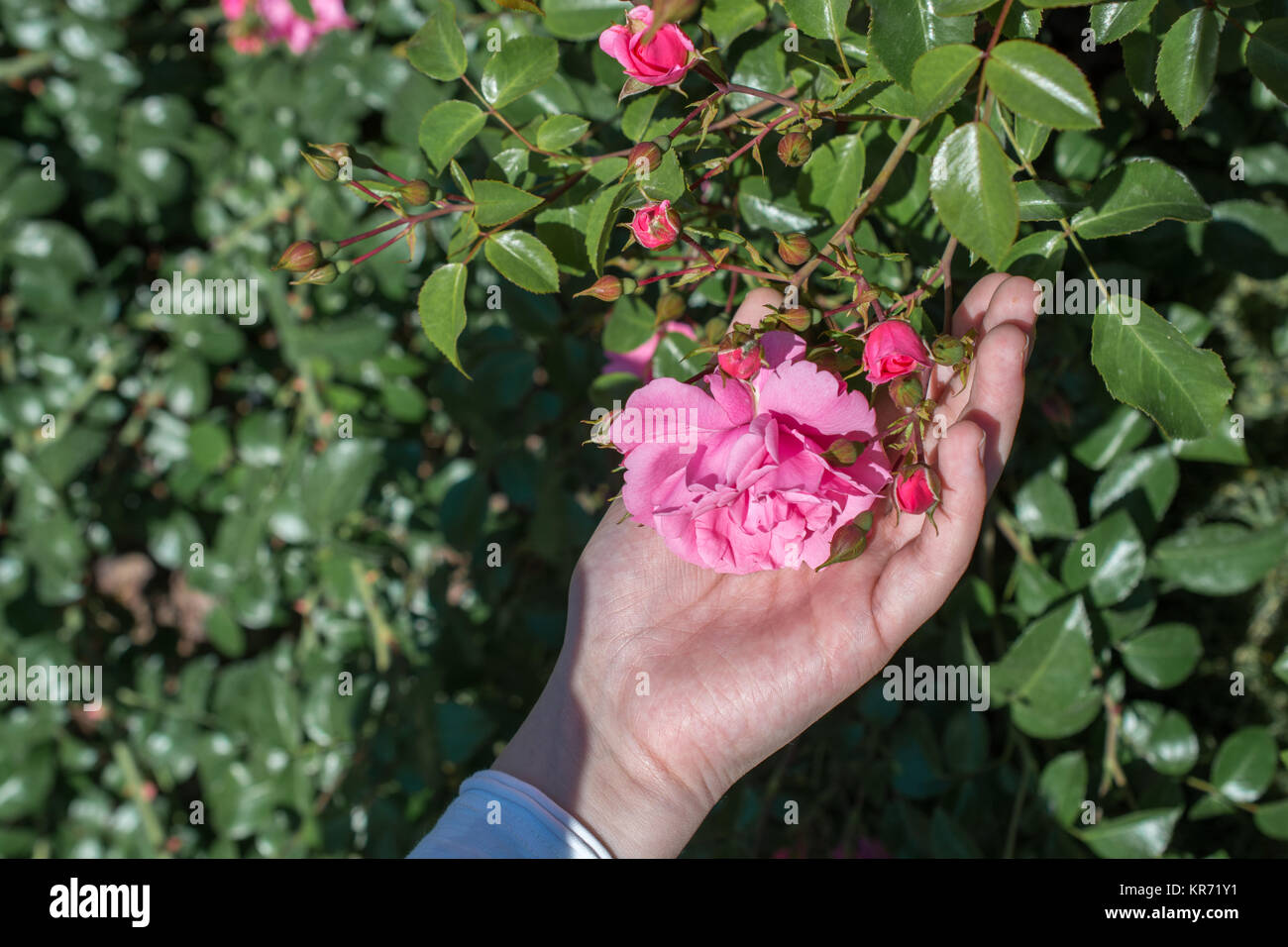 Beautiful fresh rose in hand Stock Photo - Alamy
