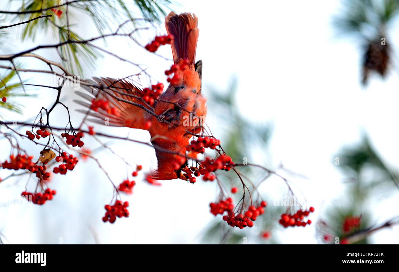 Male Northern Cardinal (Cardinalis cardinalis) eating red berries Stock ...