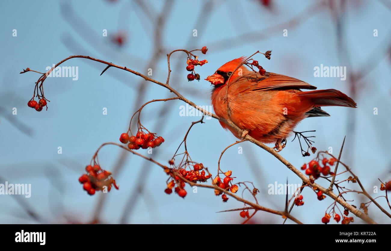 Male Northern Cardinal (Cardinalis cardinalis) eating red berries Stock ...