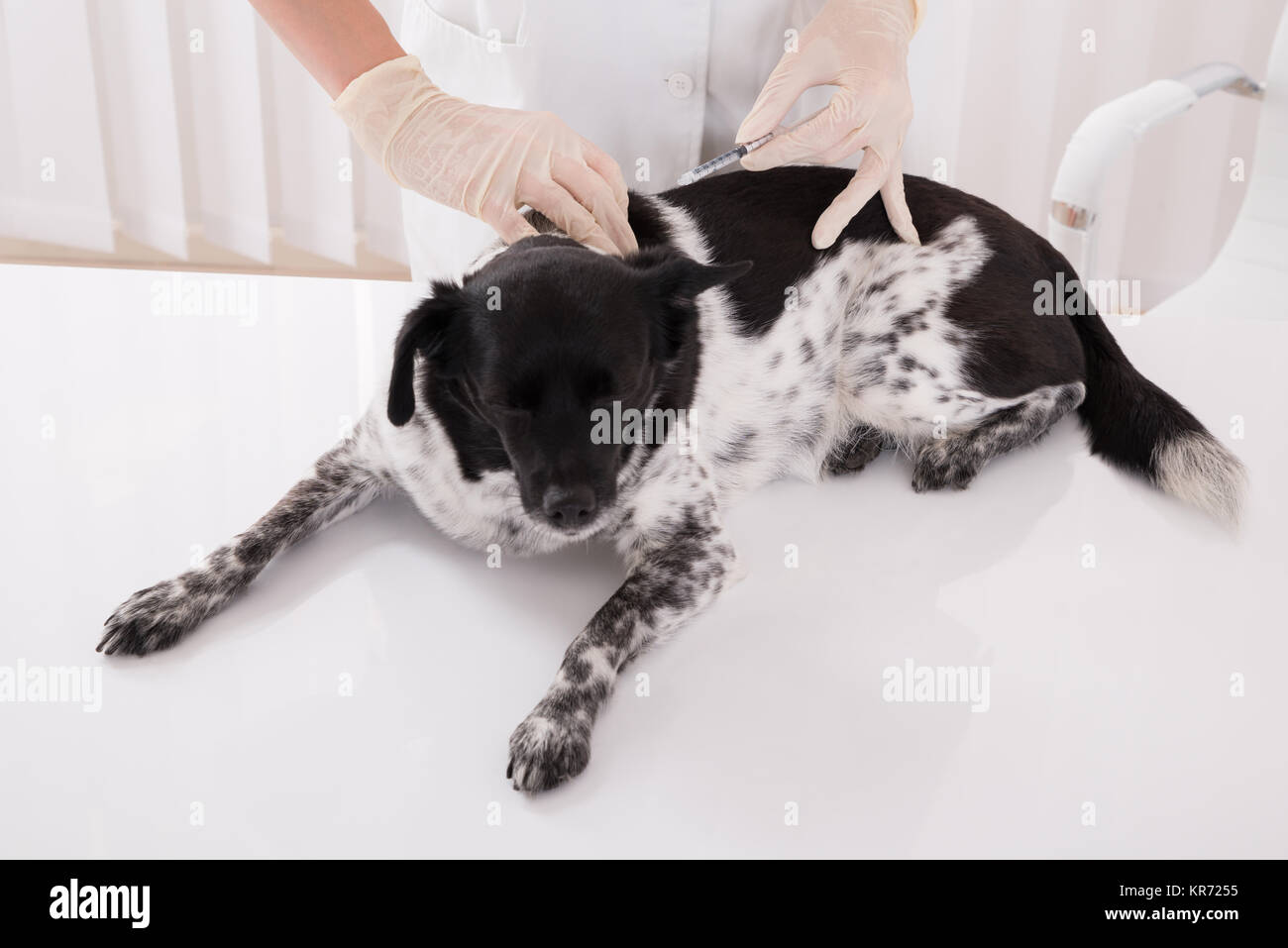 Vet Giving An Injection To Dog Stock Photo - Alamy