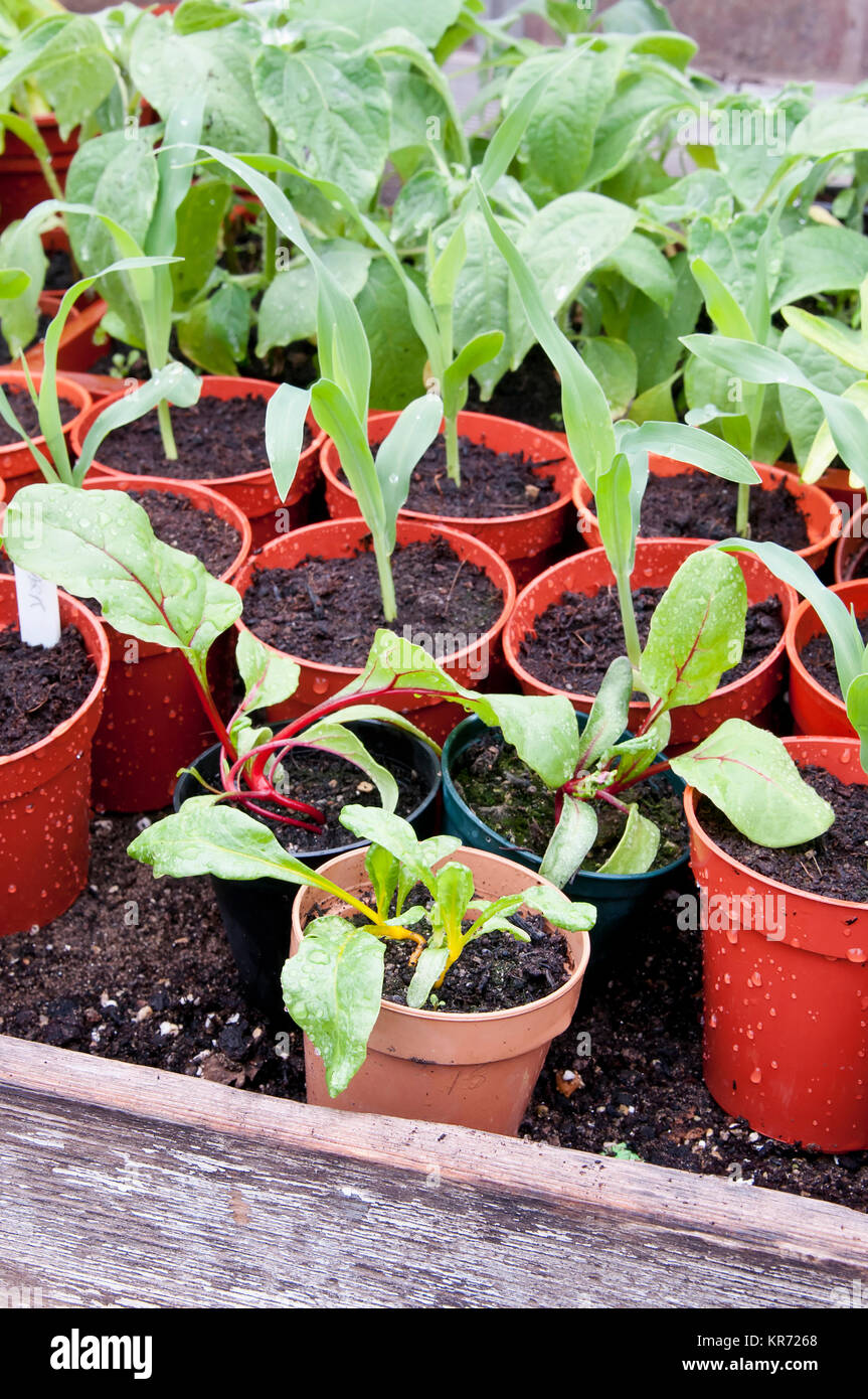 Young Beta, Rainbow Chard and Sweetcorn, 'Lark' plants in pots growing ...