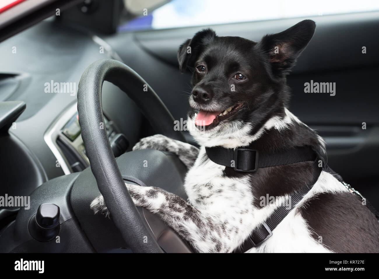 Pet Inside Car High Resolution Stock Photography and Images - Alamy