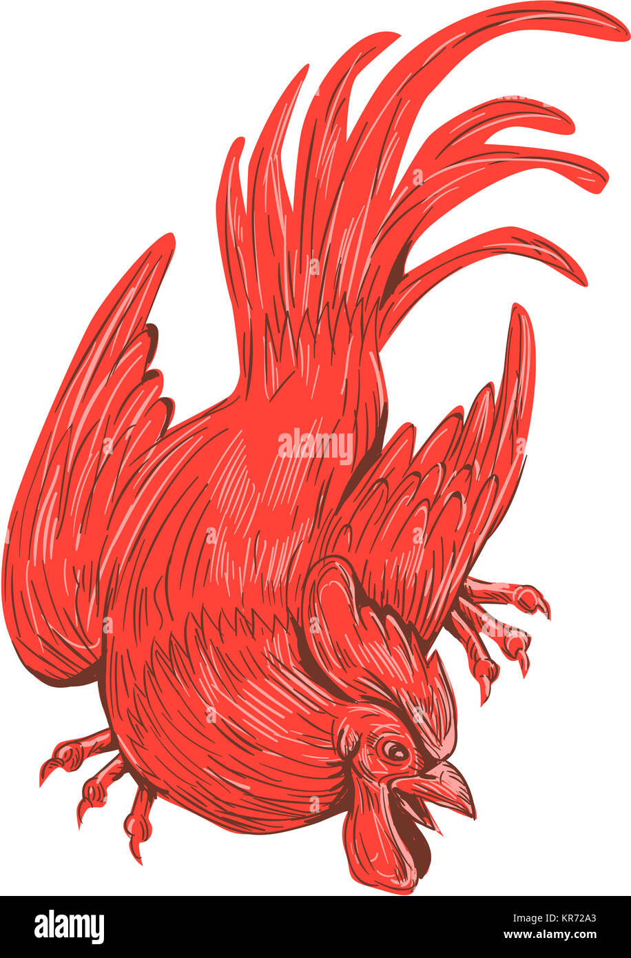 Chicken Rooster Crouching Drawing Stock Photo - Alamy