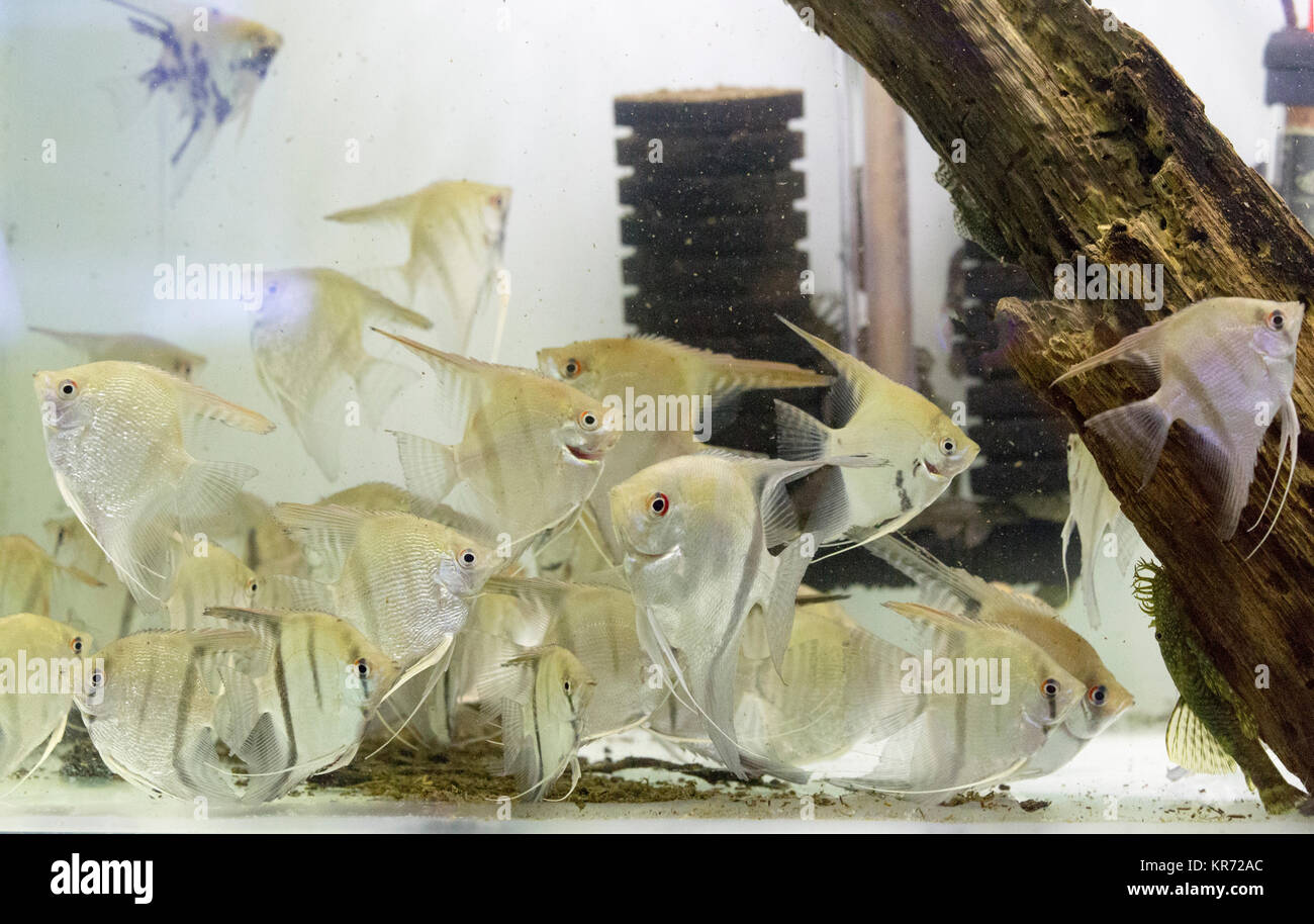 group of pterophyllum white fishes in aquarium Stock Photo - Alamy