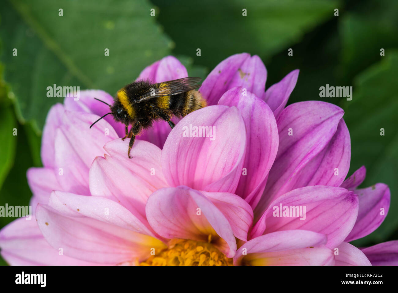 Bee collecting nectar of pink flowers field Stock Photo - Alamy