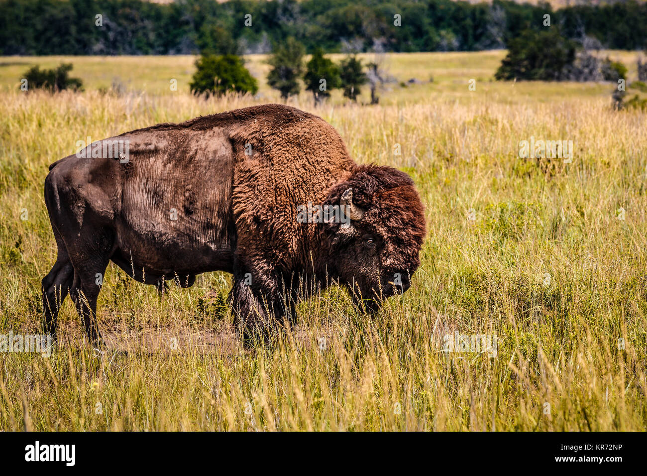 Oklahoma native wildlife hi-res stock photography and images - Alamy