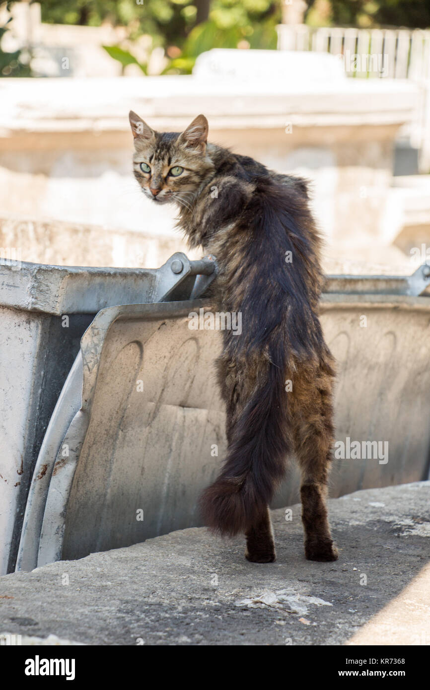 Stray cat seen in the street of the city Stock Photo - Alamy