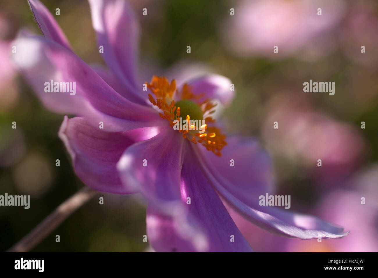 Anemone, Japanese Anemone, Anemone hupehensis var japonica, Side view ...