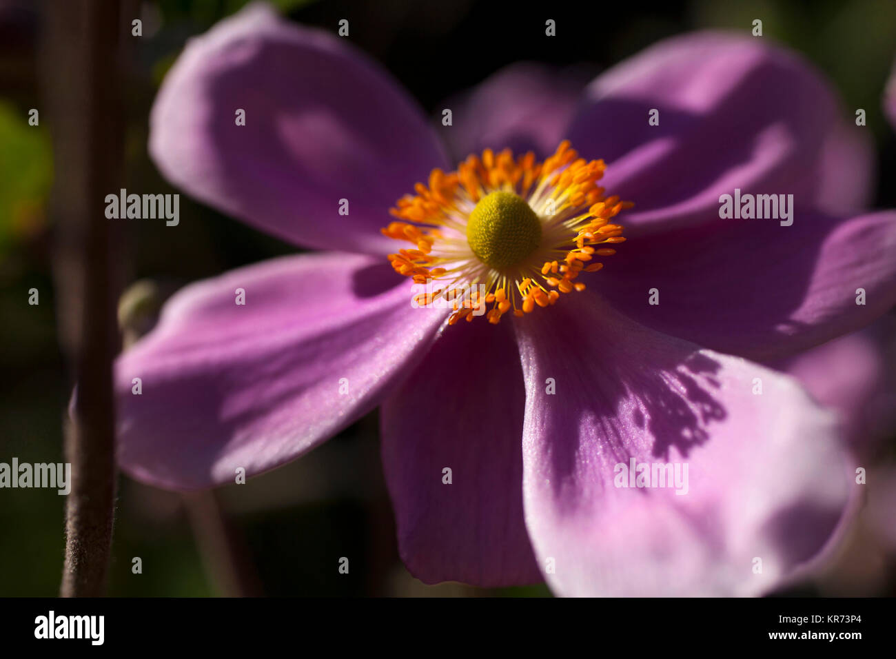 Anemone, Japanese Anemone, Anemone hupehensis var japonica, Side view ...