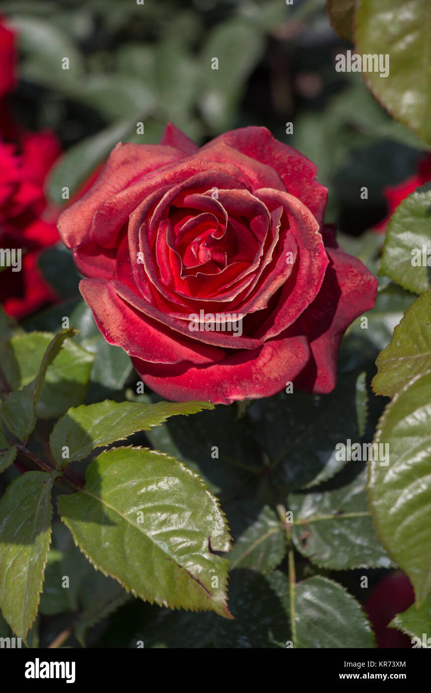 Beautiful fresh roses in close up view Stock Photo - Alamy