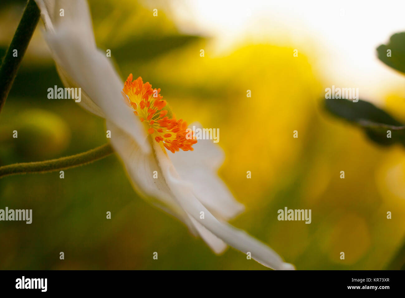 Anemone, Japanese Anemone, Anemone hupehensis var japonica, Side view ...