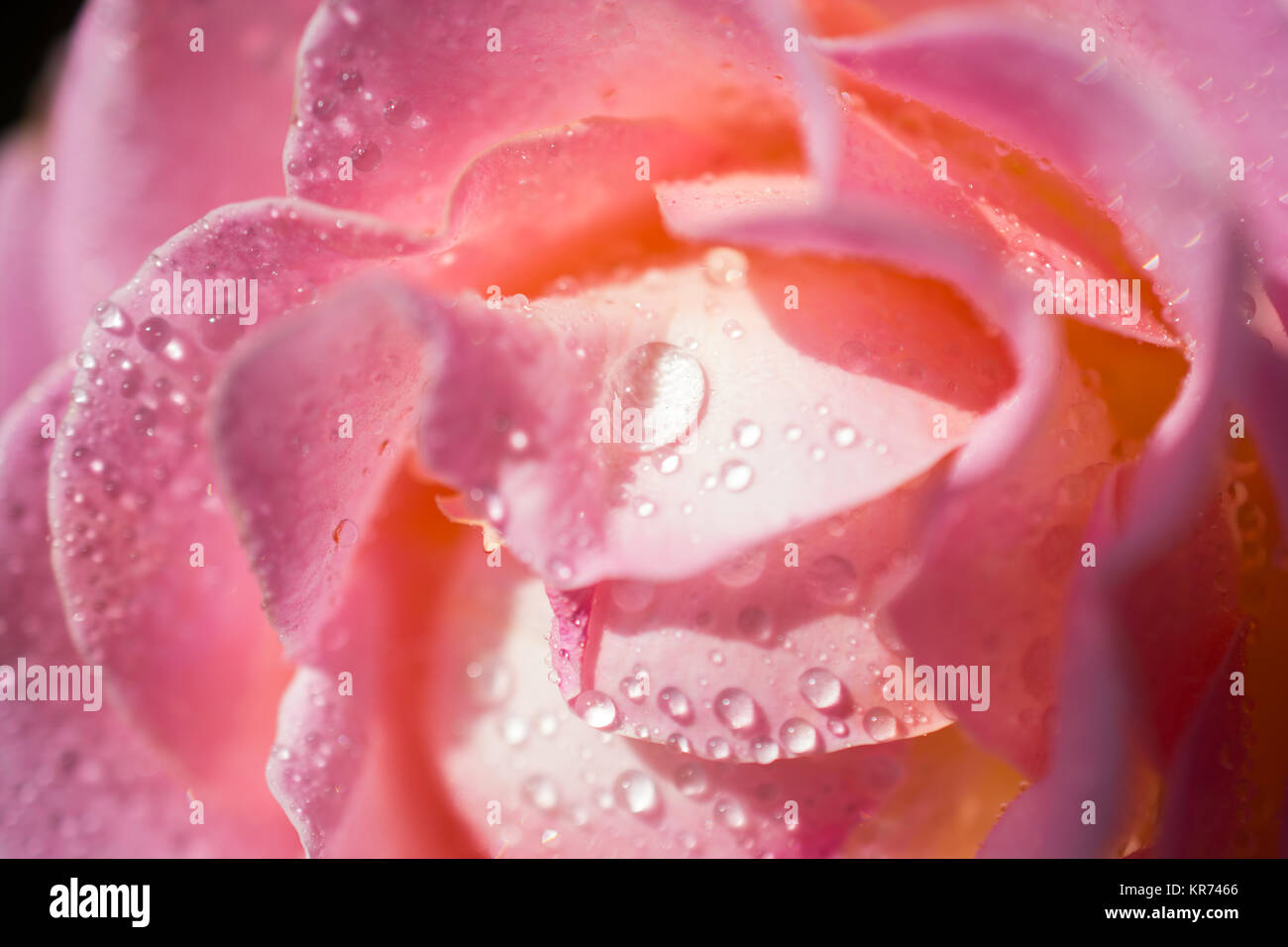 Beautiful colorful Rose with water drops on it Stock Photo - Alamy
