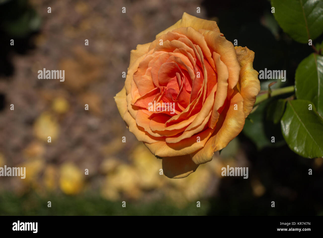 Beautiful colorful Rose Flower on garden background Stock Photo - Alamy
