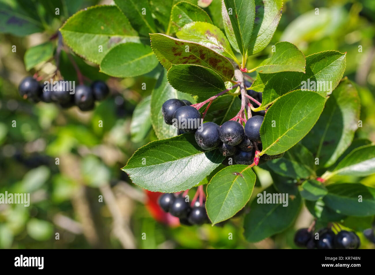 chokeberry - bunch of black chokeberry Stock Photo - Alamy