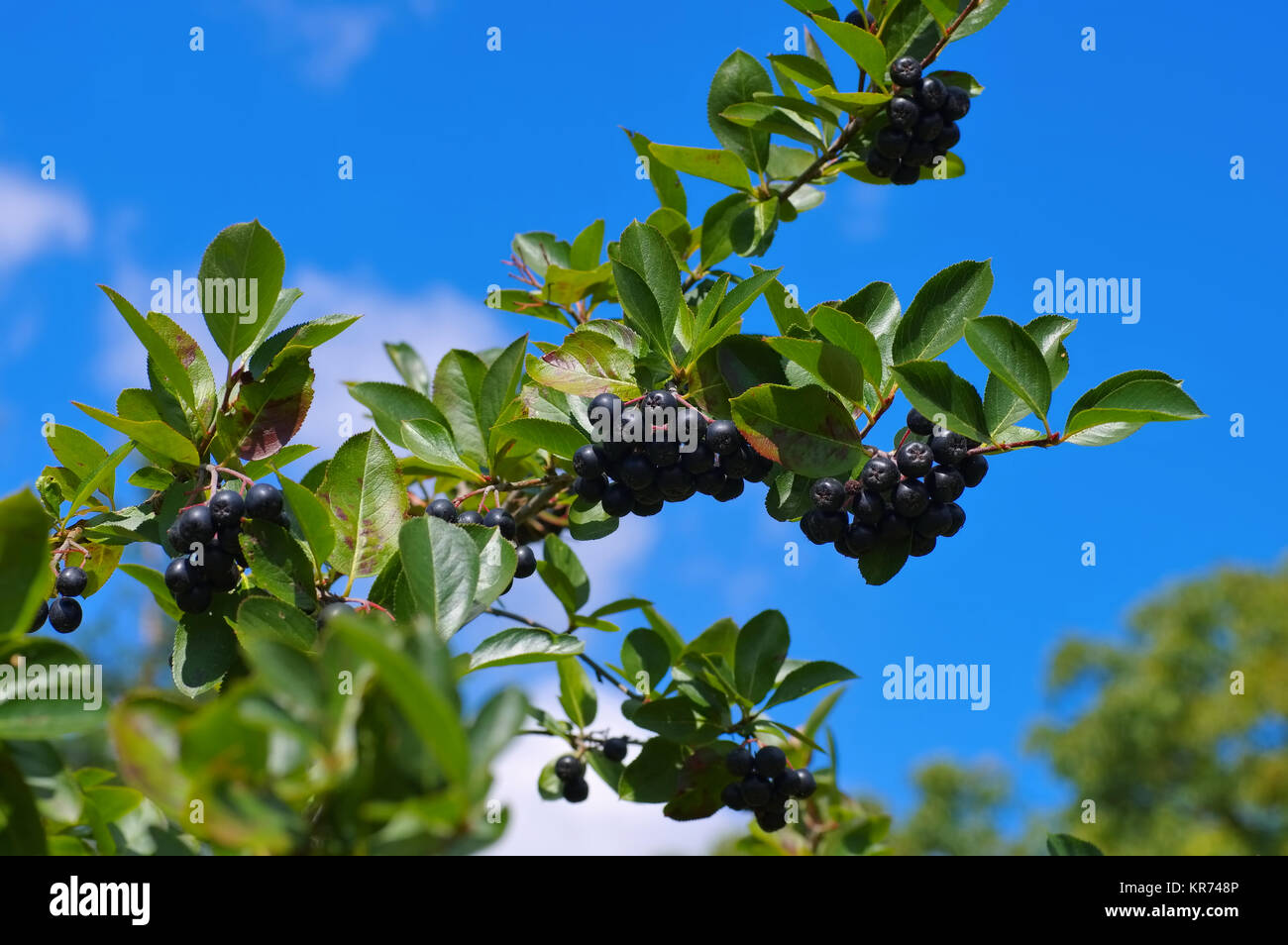 chokeberry - bunch of black chokeberry Stock Photo - Alamy