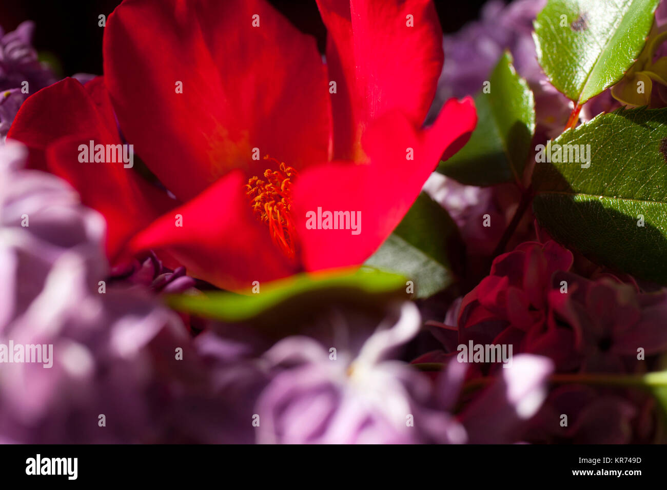Rose, Rosa, Detail of red coloured flower growing outdoor showing ...