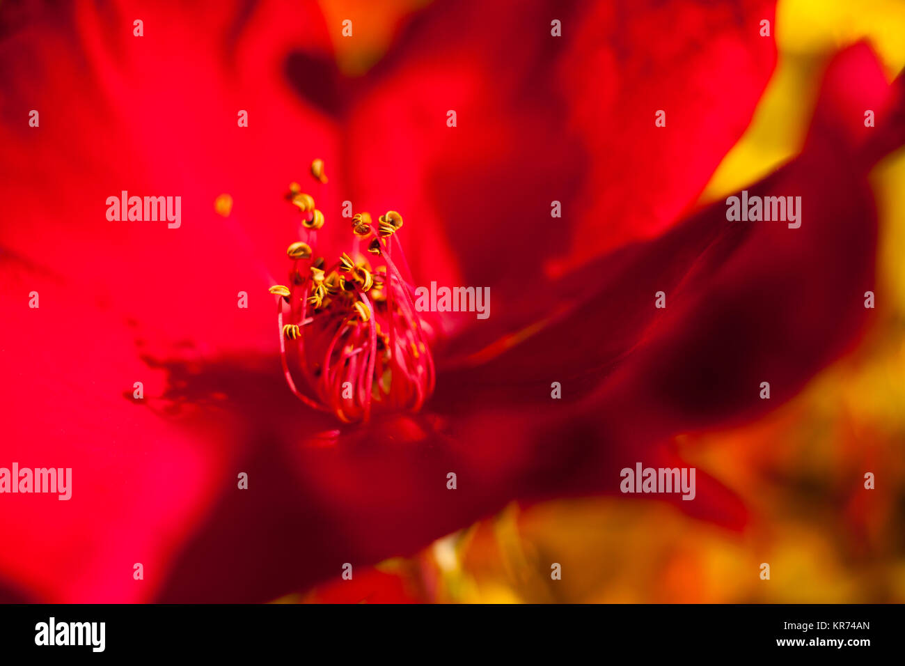 Rose, Rosa, Detail of red coloured flower growing outdoor showing ...
