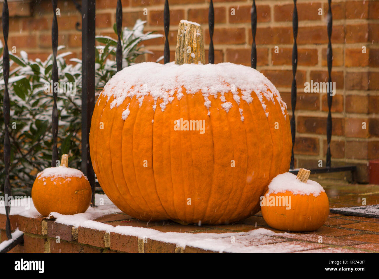 ARLINGTON, VIRGINIA, USA - Snow covered pumkin on porch Stock Photo - Alamy