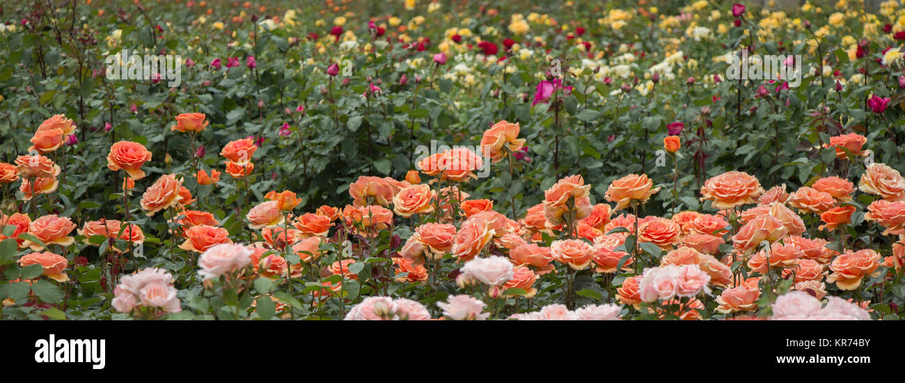 Blooming beautiful colorful roses in the garden background Stock Photo ...