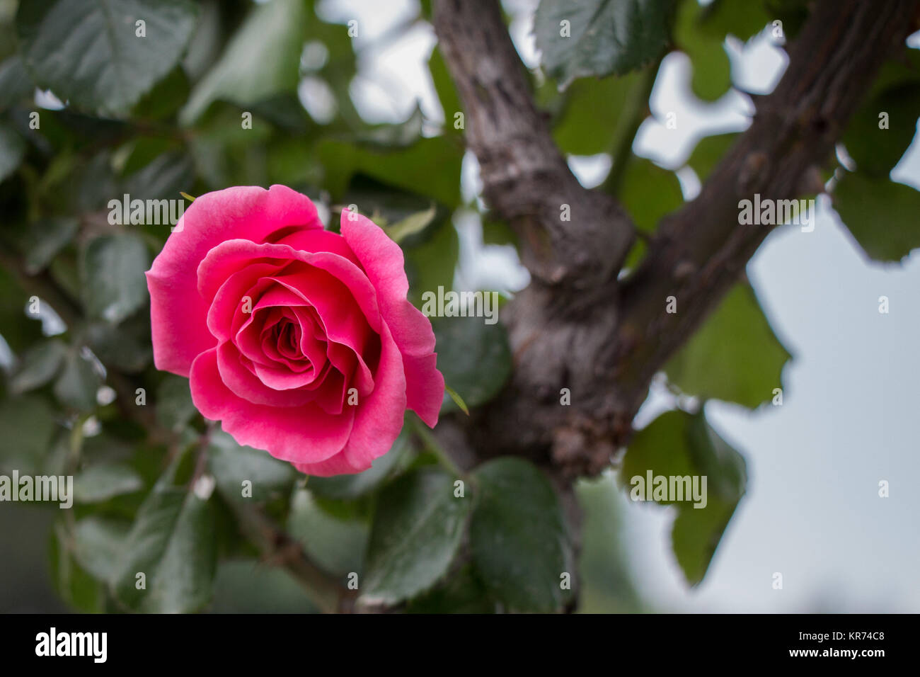 Beautiful colorful Rose Flower on garden background Stock Photo - Alamy