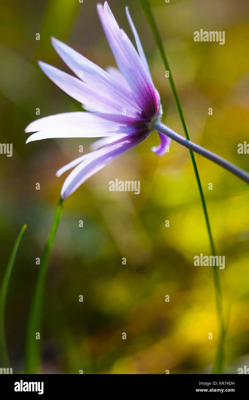 Anemone, Anemone heldreichi, Hortensis, Side view of mauve coloured ...