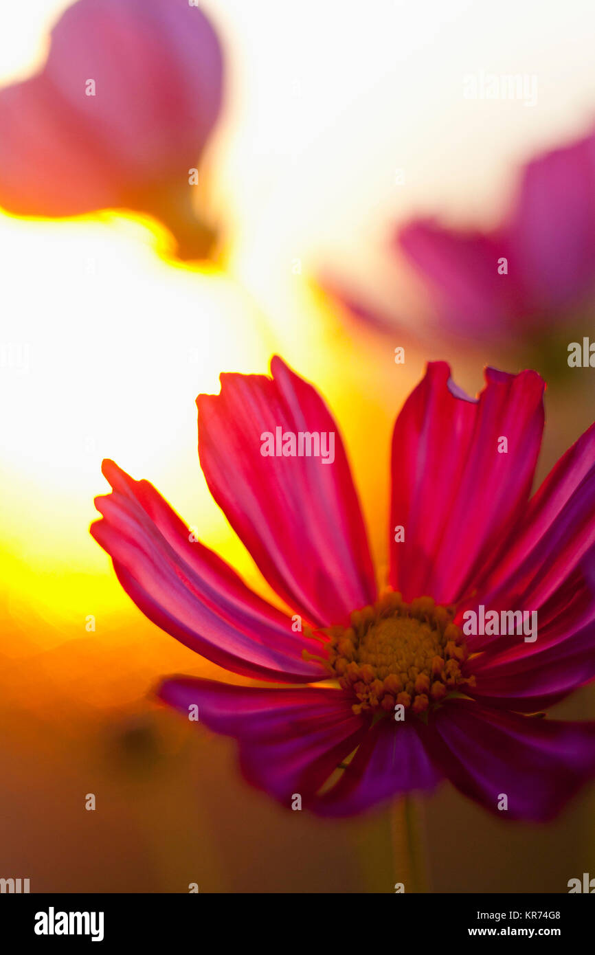 Cosmos, Pink flower growing outdoor backlit by setting sun Stock Photo ...