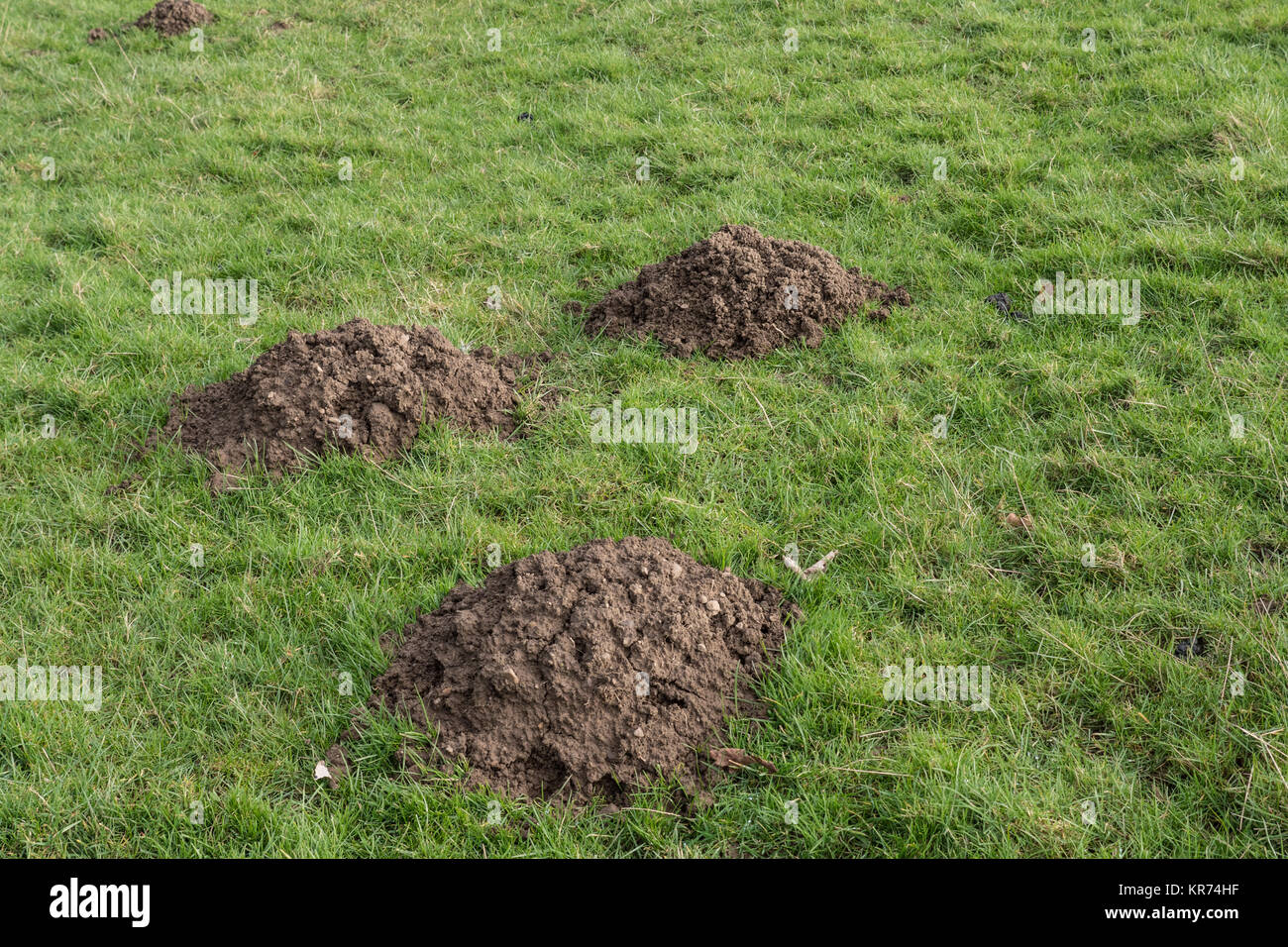 Molehill soil hi-res stock photography and images - Alamy