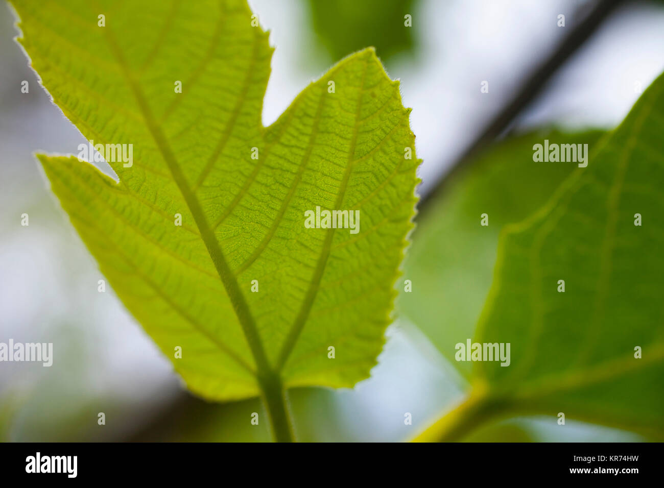 Fig, Ficus carica, Leaf outdoor on the tree, detail showing patten ...
