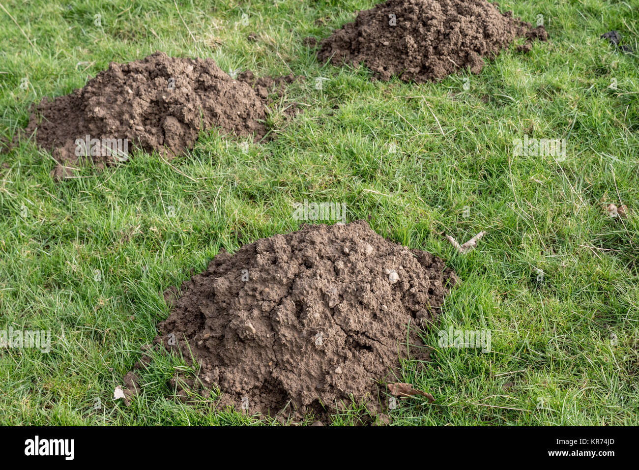 Mole digging burrow hi-res stock photography and images - Alamy