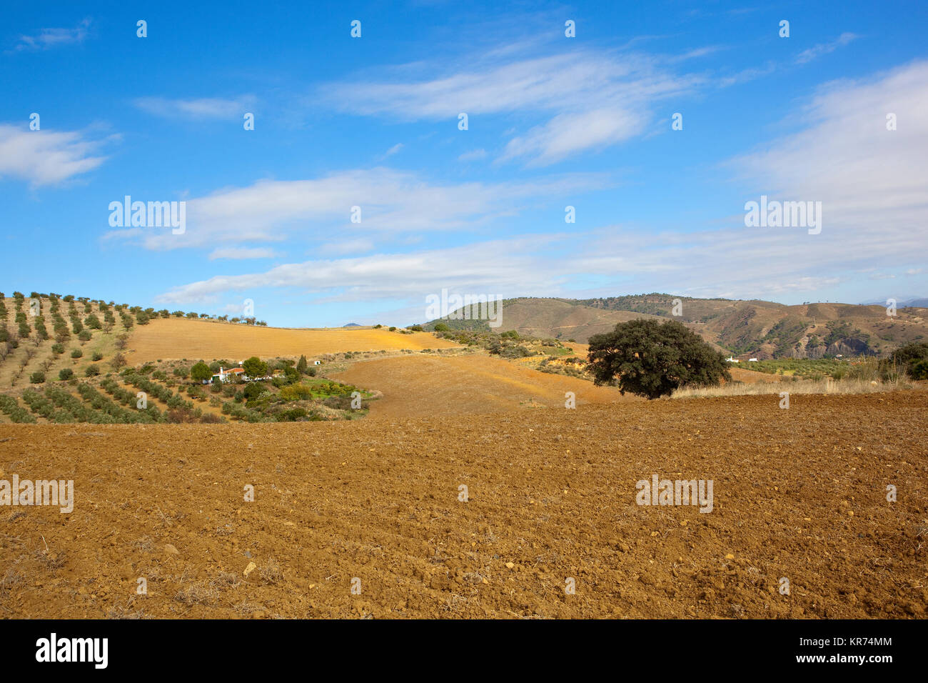 spanish arable plowed fields in undulating countryside with olive ...