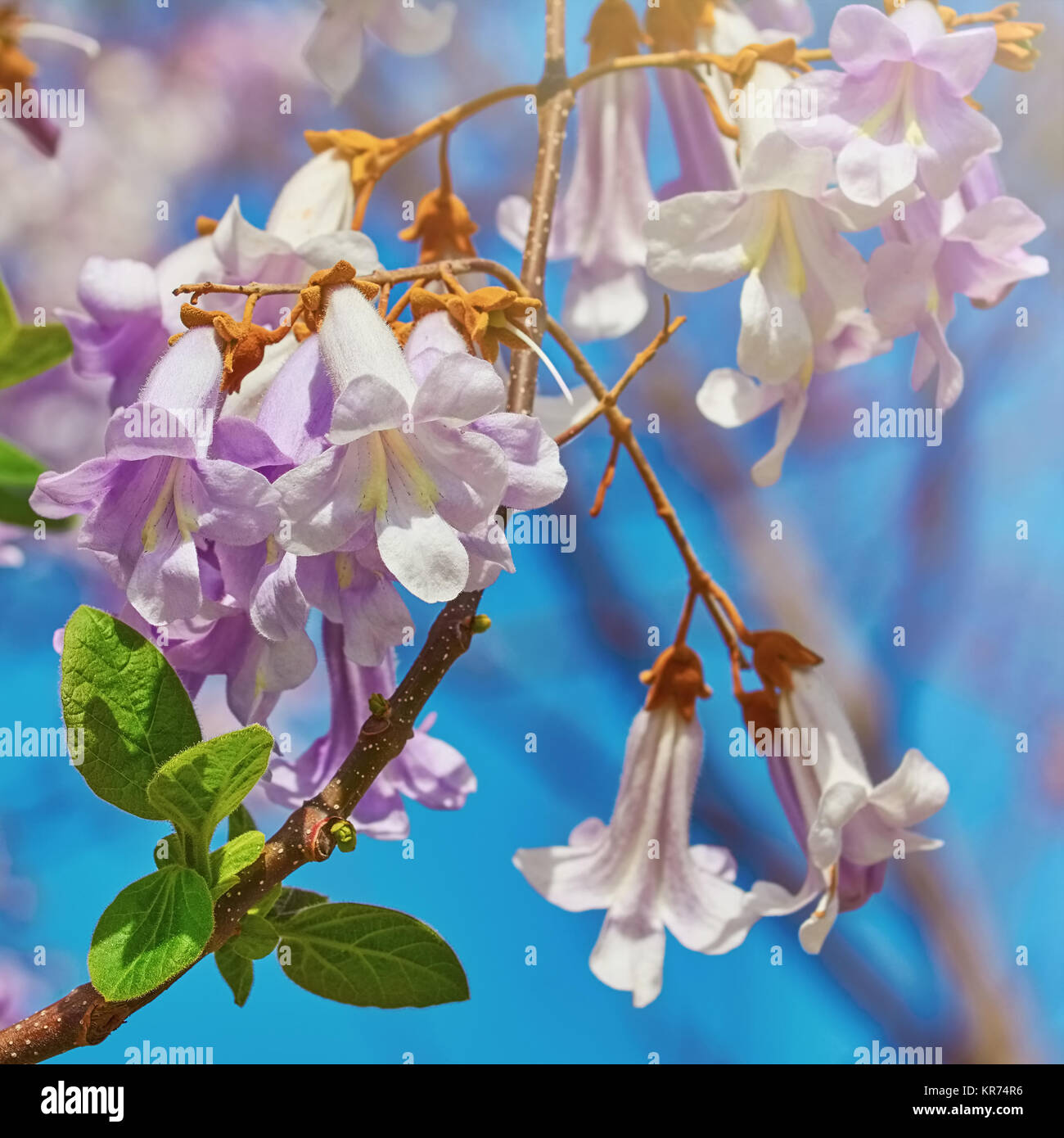 Paulownia Fortunei Flowers Stock Photo - Alamy