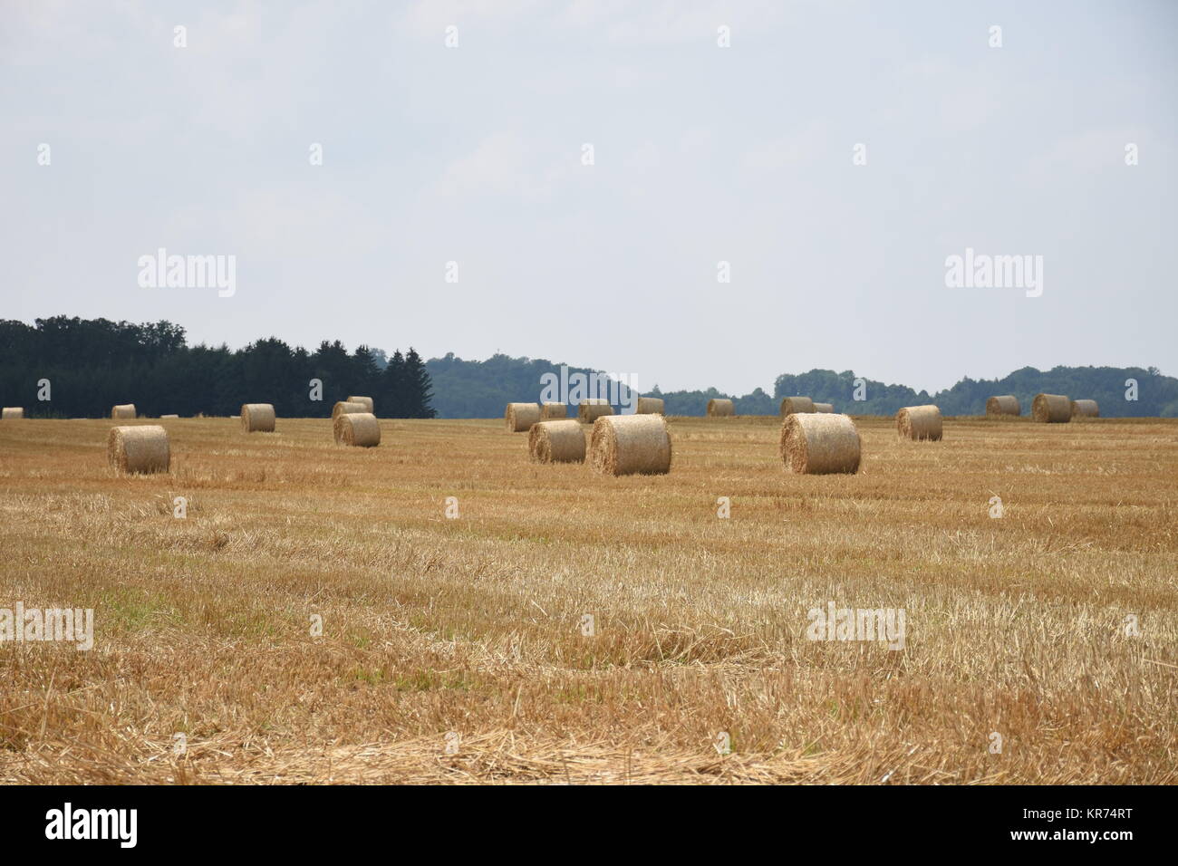 straw,straw bales,hay bales,hay,harvest,field,summer,agriculture,farmer ...