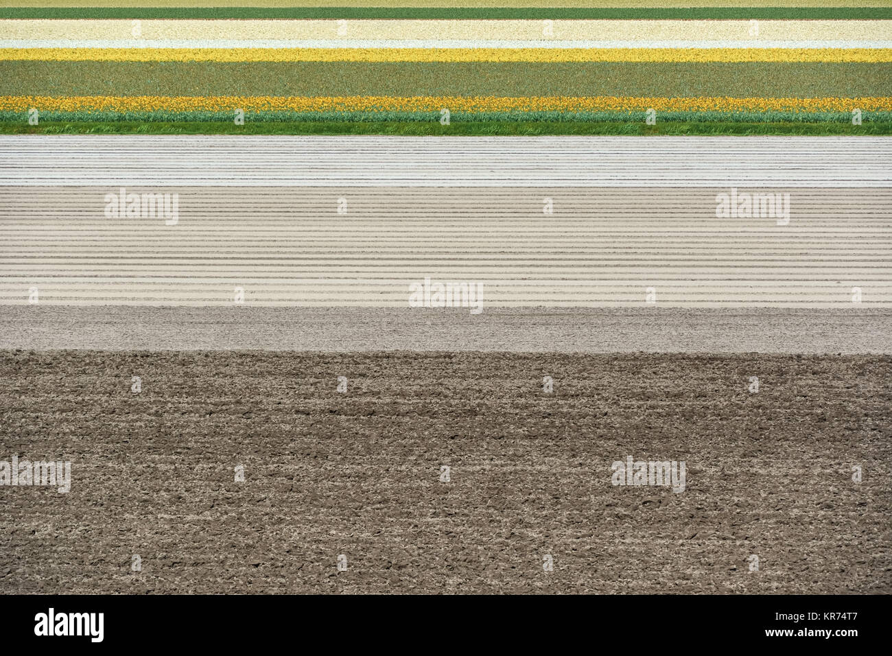 Fields in Netherlands Stock Photo - Alamy