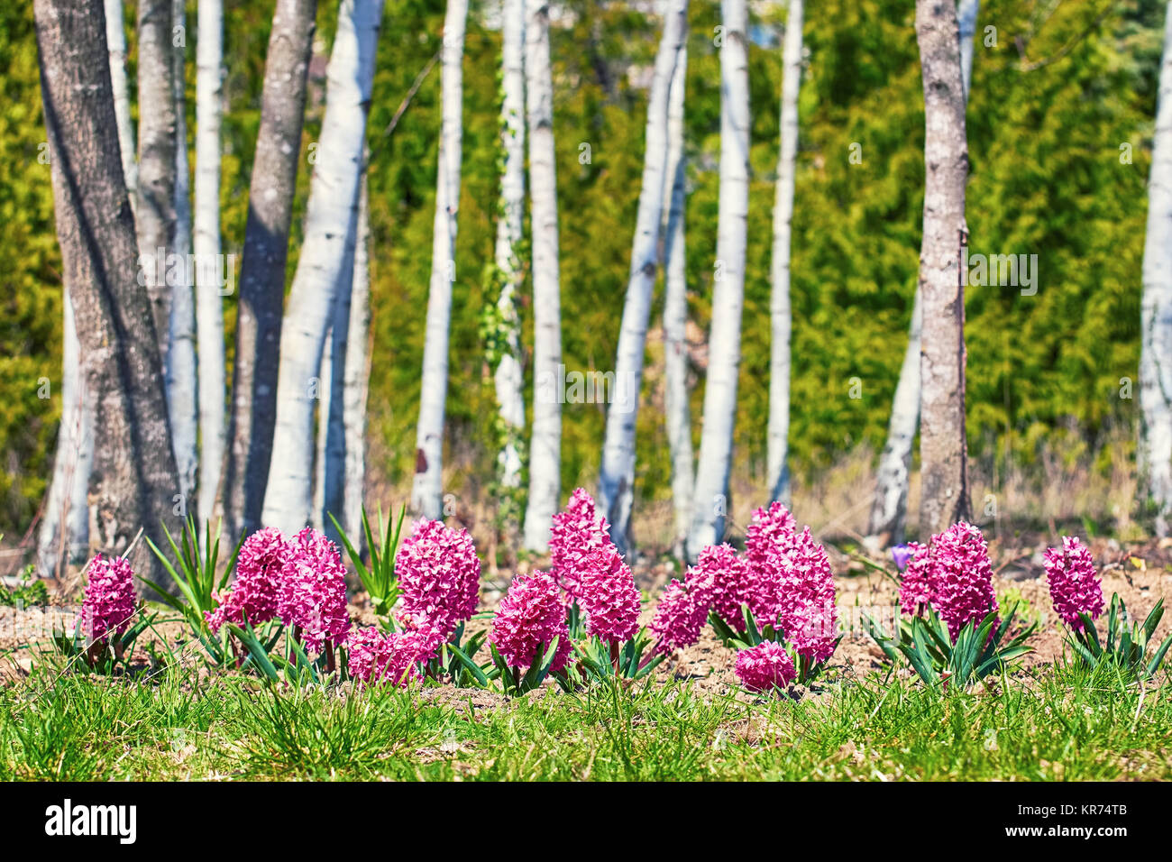 Red Hyacinth Flowers Stock Photo - Alamy