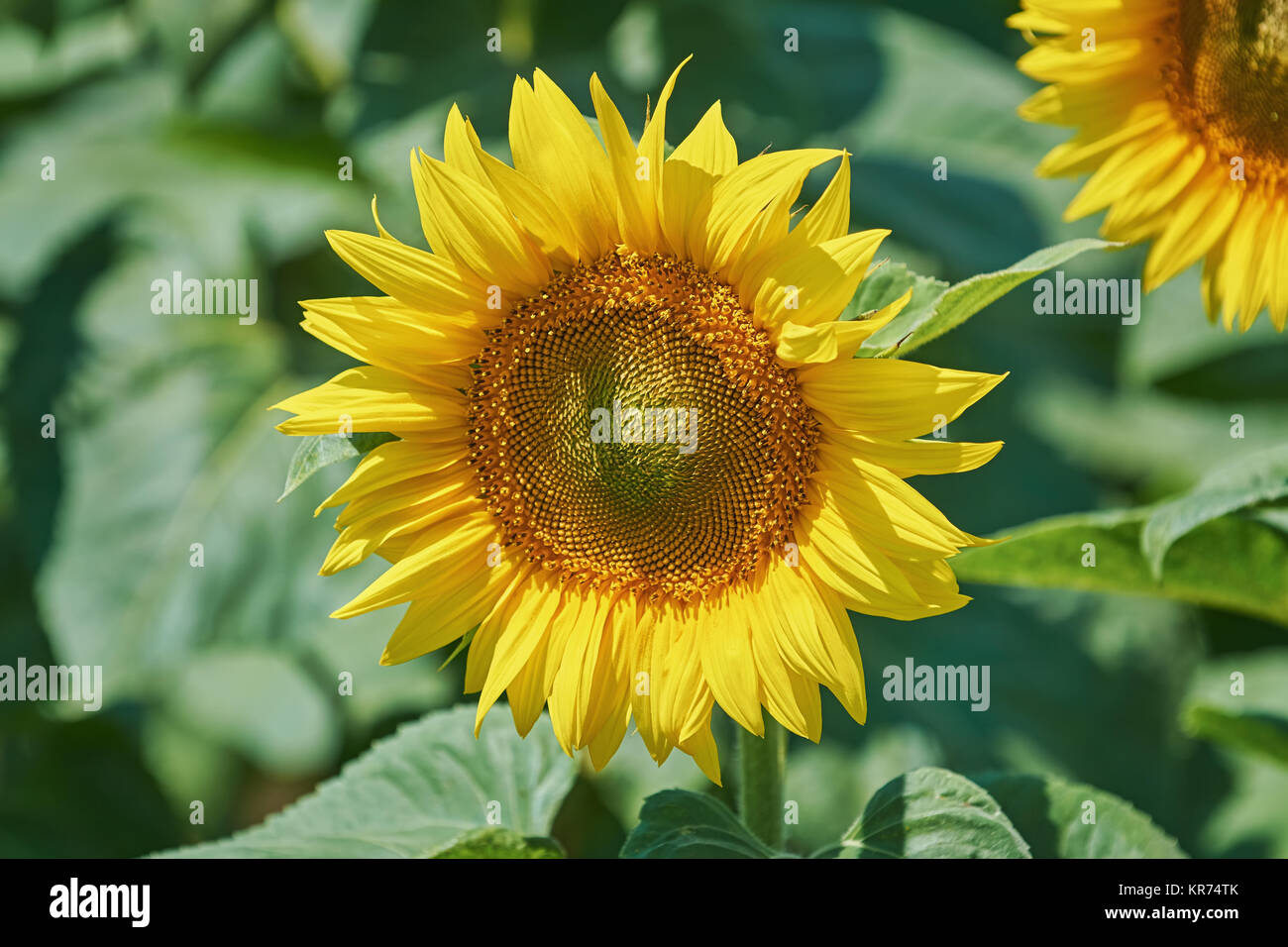 Sunflower against Green Stock Photo - Alamy