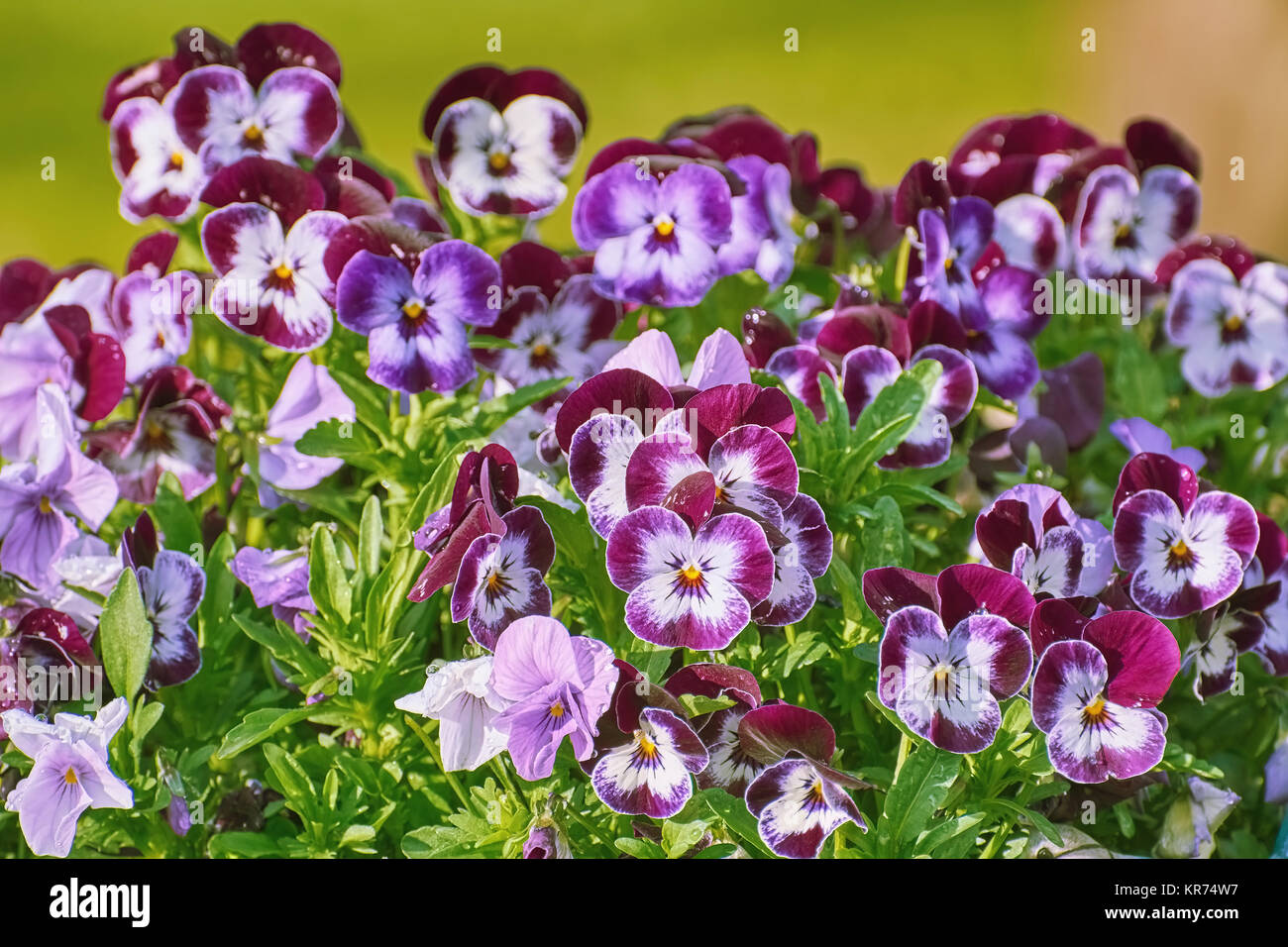 Garden Pansy Flowers Stock Photo - Alamy