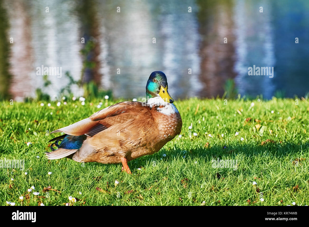 Drake on Riverside Stock Photo - Alamy