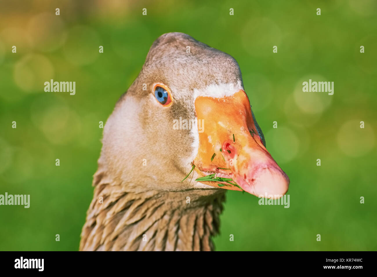 Portrait greylag goose domestic hi-res stock photography and images - Alamy