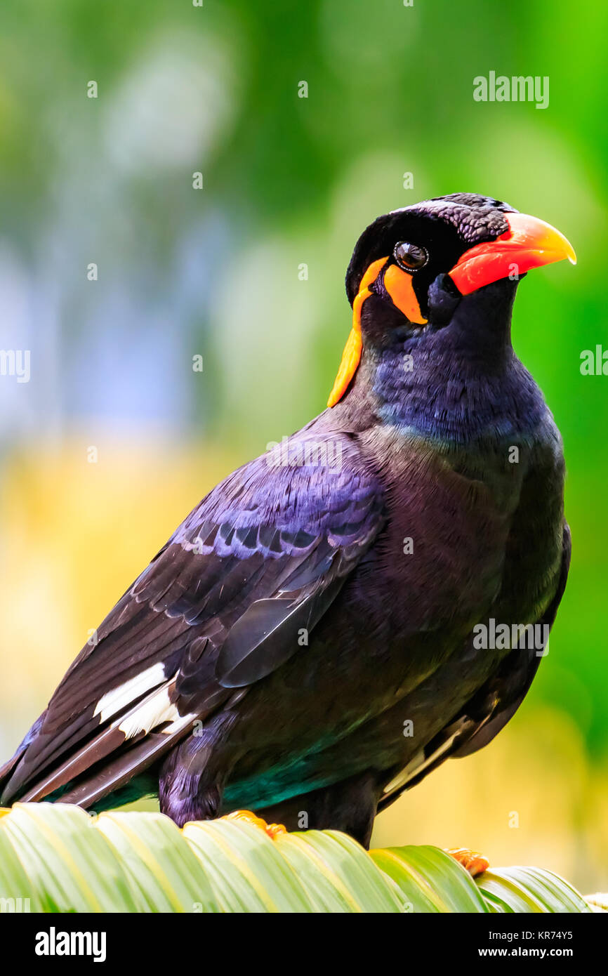 Hill mynah hi-res stock photography and images - Alamy